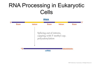 Comprehensive Overview of RNA Secondary Structure and Its Role in ...
