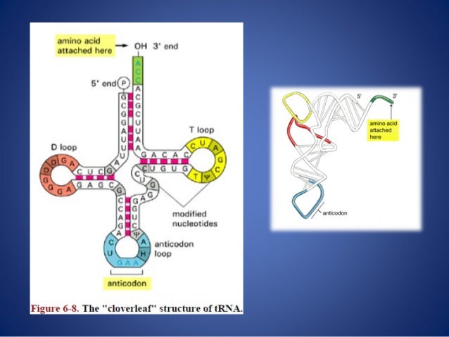 Structure of RNA. To teach Ist year medical students.