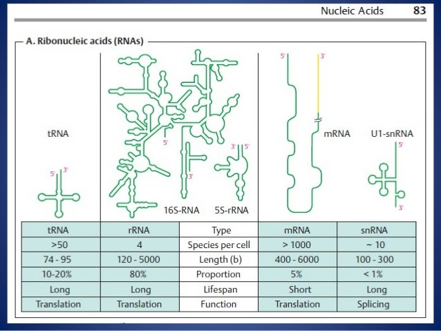 Structure of RNA. To teach Ist year medical students.