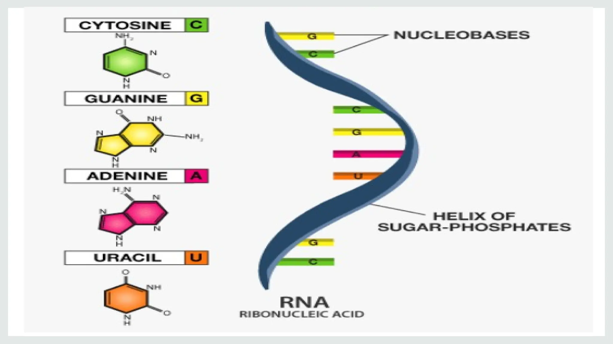 RNA-Molecule (1).pptx hjhbbjhhbhbihuh uihuhihi | PPTX