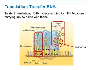 Rna protein-synthesis | PPT