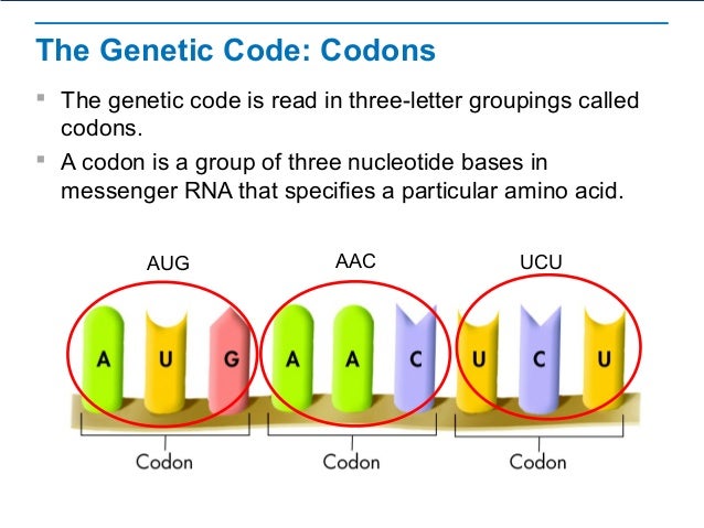 Rna protein-synthesis