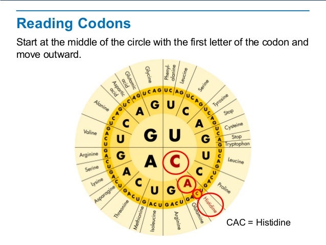 Rna protein-synthesis