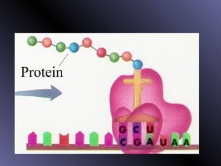Protein Synthesis Animation