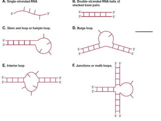 Rna secondary structure prediction | PPT