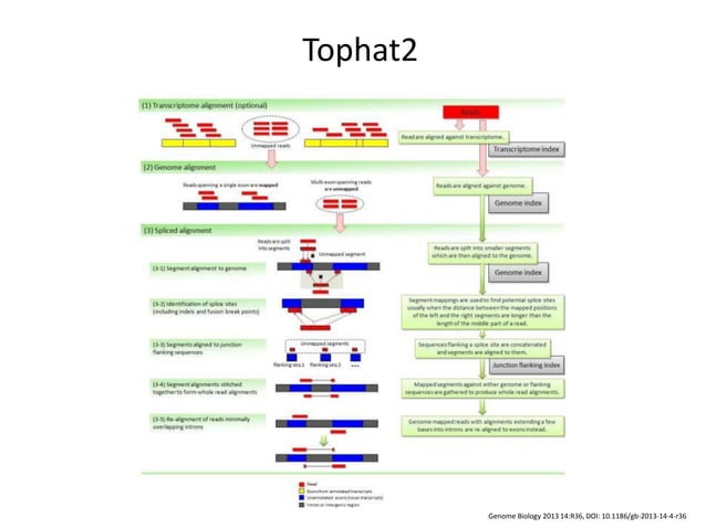 RNASeq - Analysis Pipeline for Differential Expression | PPTX | Genetics | Science