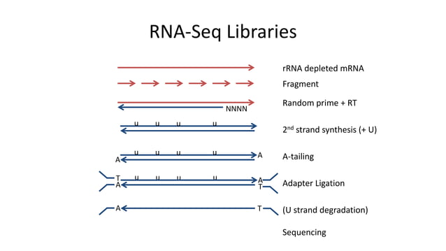 RNA-Seq_analysis_course(2).pptx