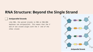 RNA-Structure-More-than-Just-a-Messenger.pptx