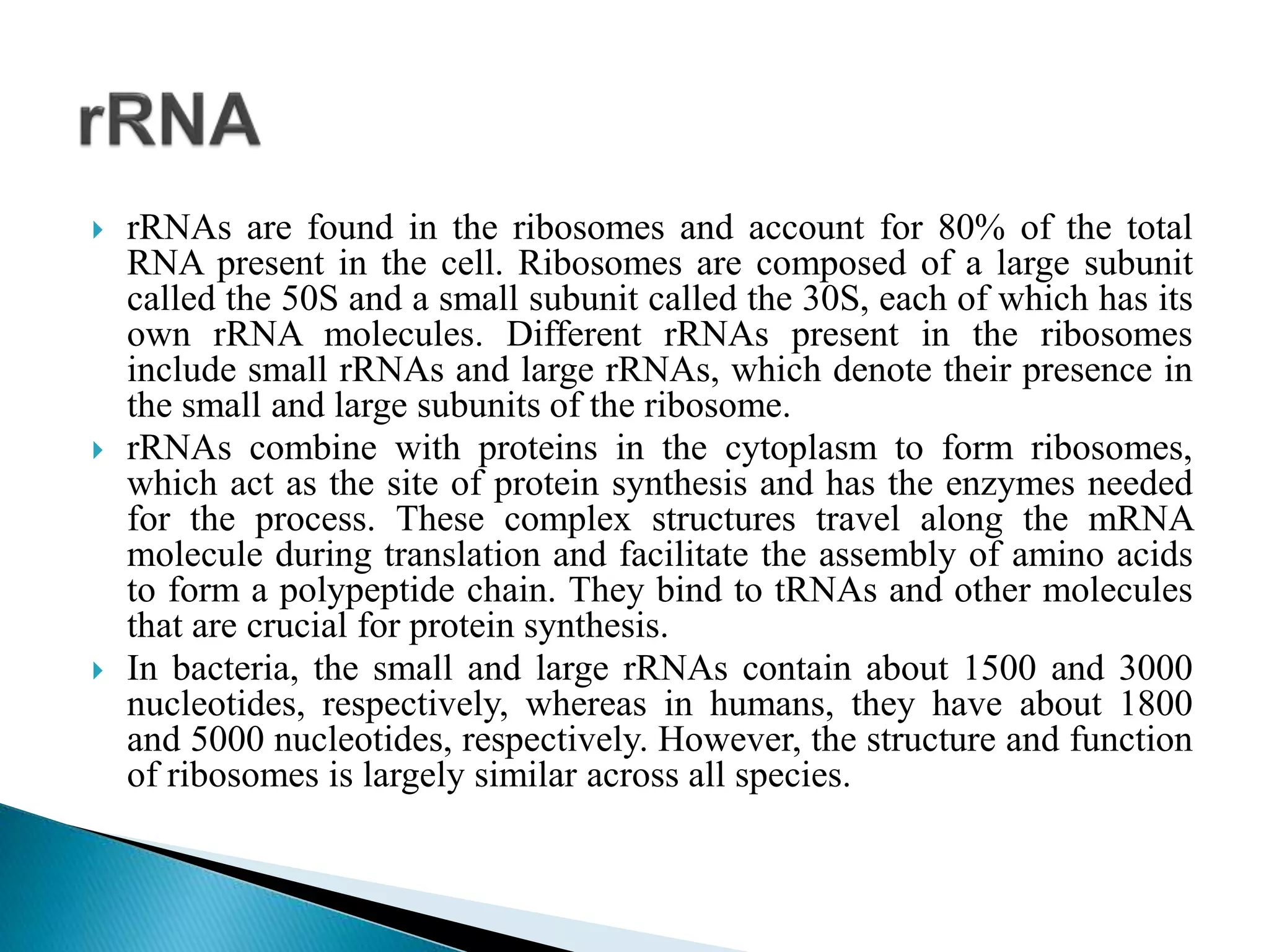 RNA- STRUCTURE AND FUNCTIONS | PPTX