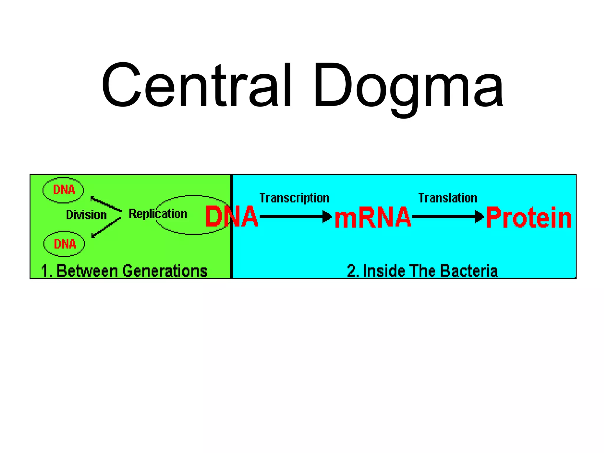 RNA- STRUCTURE AND FUNCTIONS | PPTX