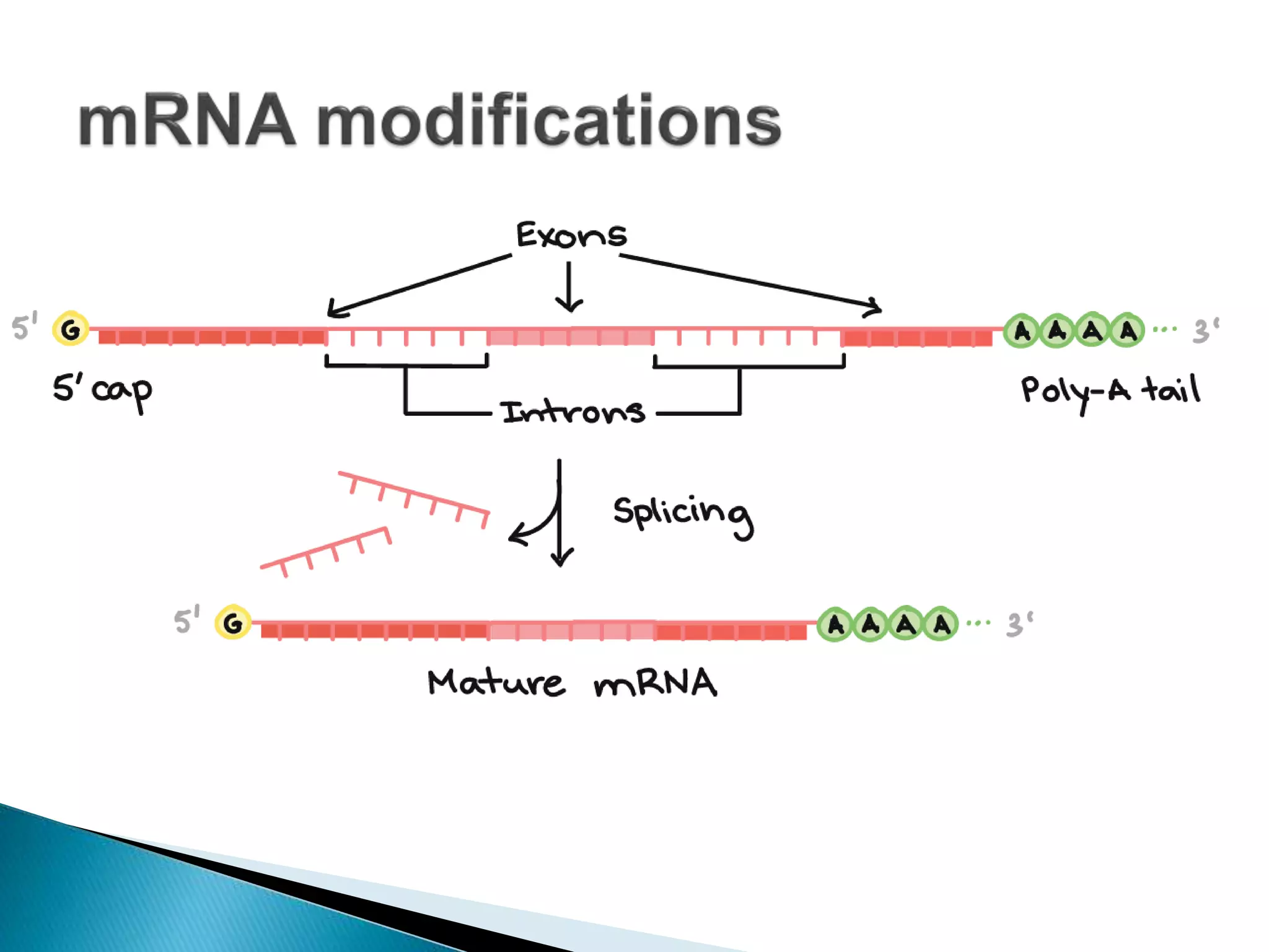 RNA- STRUCTURE AND FUNCTIONS | PPTX