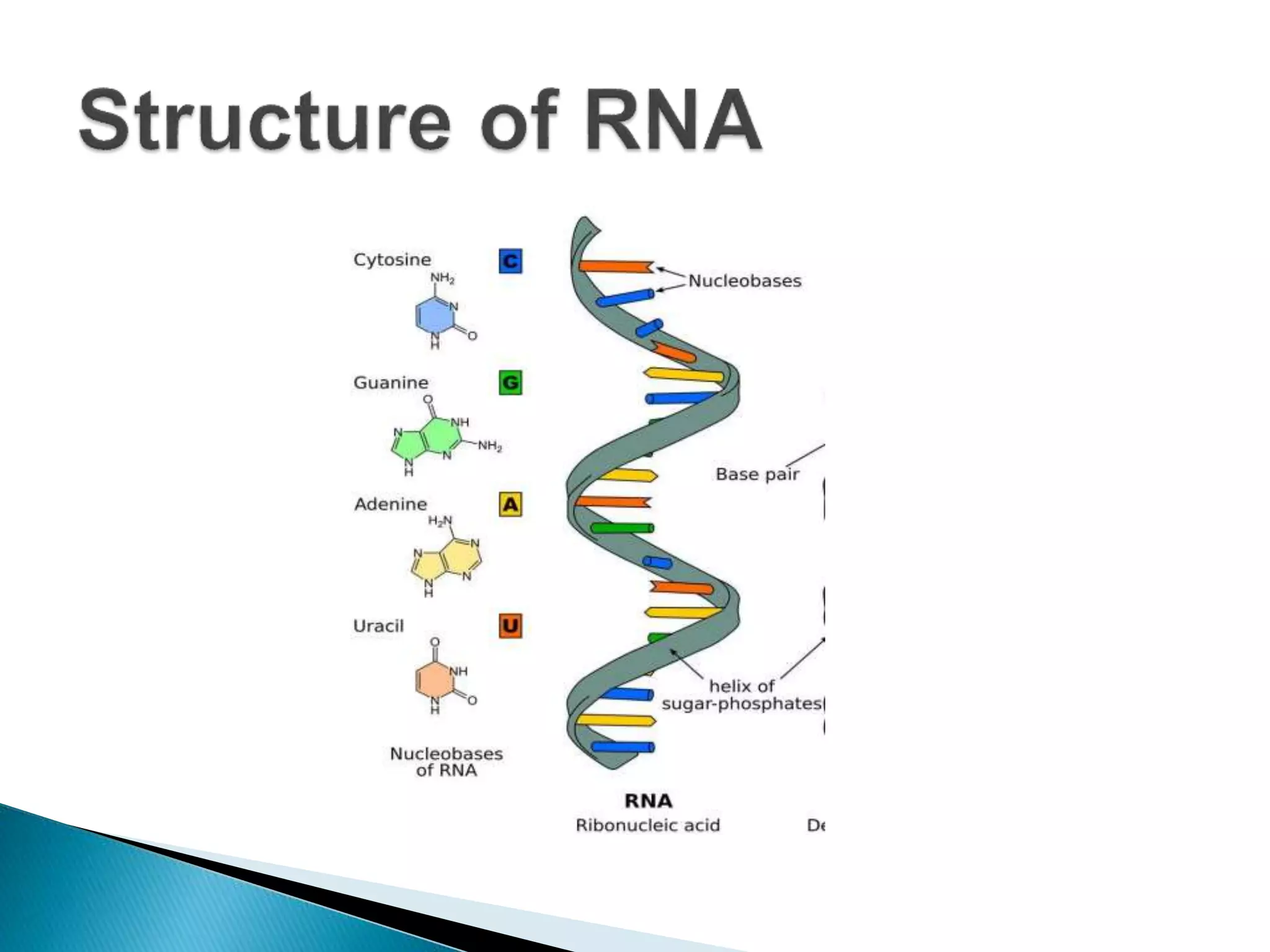 RNA- STRUCTURE AND FUNCTIONS | PPTX