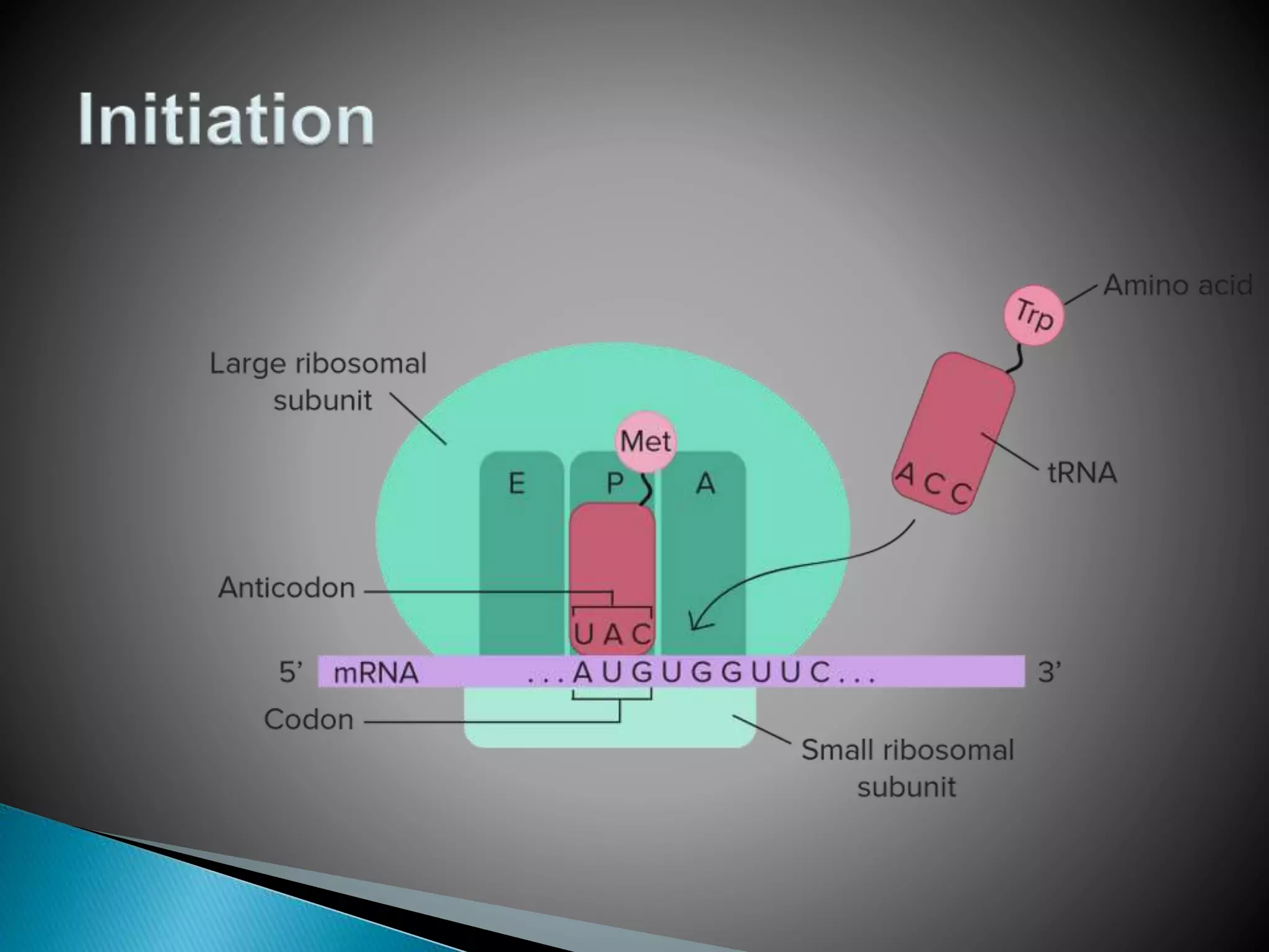 RNA- STRUCTURE AND FUNCTIONS | PPTX