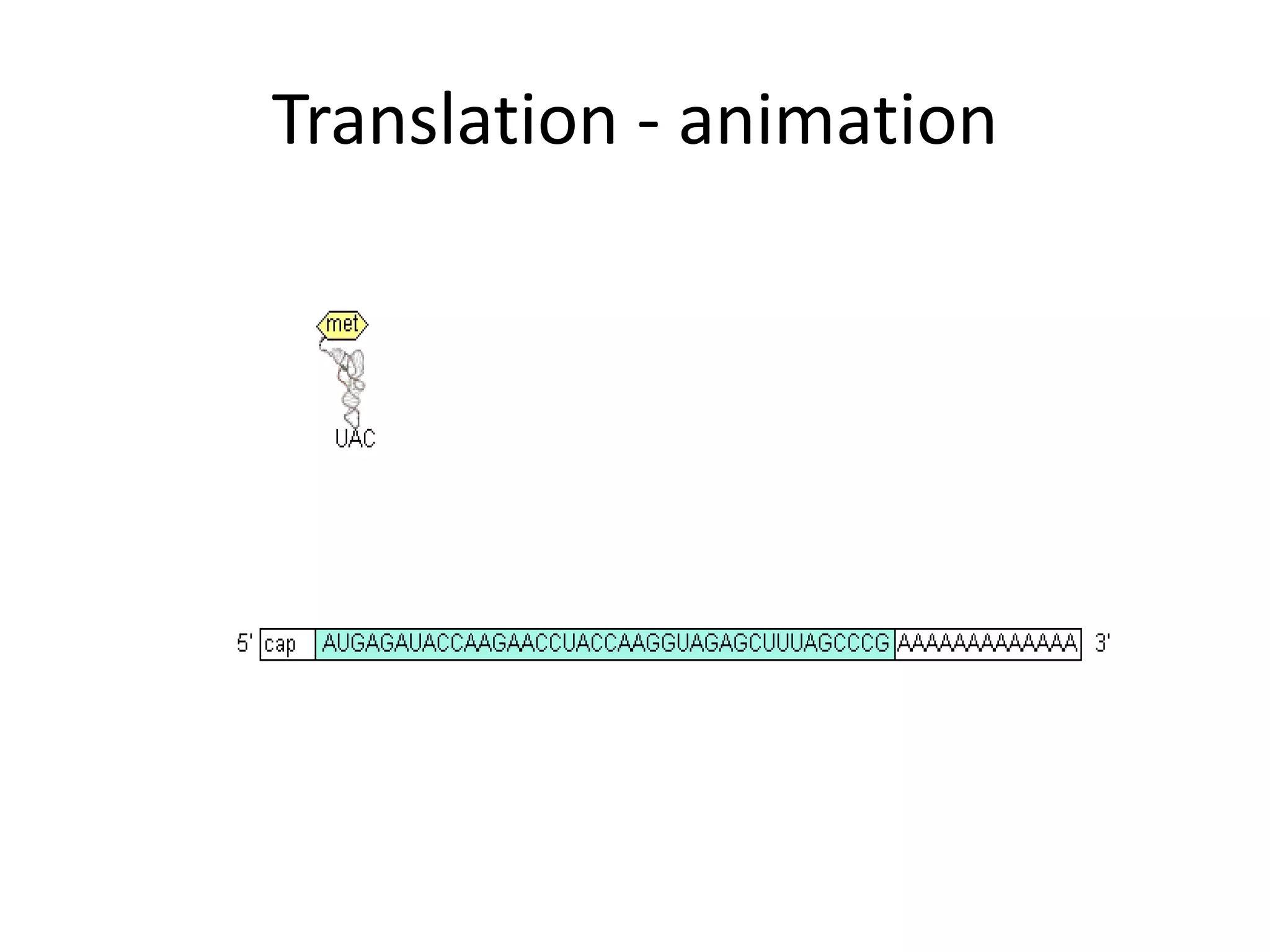 RNA- STRUCTURE AND FUNCTIONS | PPTX