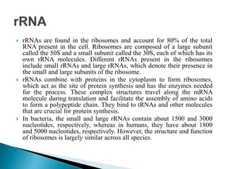 RNA- STRUCTURE AND FUNCTIONS | PPTX