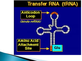 RNA- STRUCTURE AND FUNCTIONS | PPTX