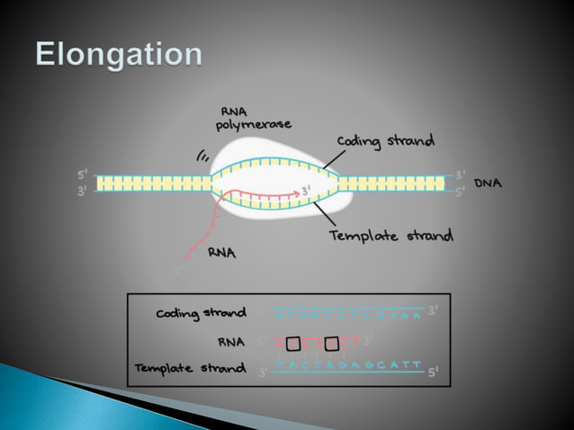 RNA- STRUCTURE AND FUNCTIONS | PPTX