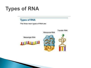 RNA- STRUCTURE AND FUNCTIONS | PPTX