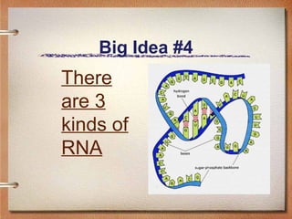RNA transcription and translation | PPT | Programming Languages | Computing