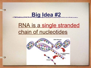 RNA transcription and translation | PPT