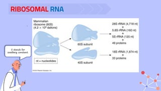 RNA-Ribonucleic Acid PPT | PPT