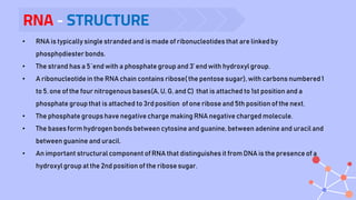 RNA-Ribonucleic Acid PPT | PPT