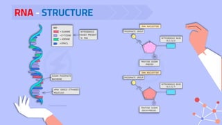 RNA-Ribonucleic Acid PPT | PPT