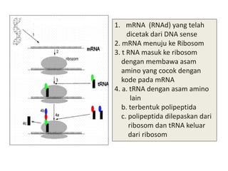 PPT RNA ( ALIFA & SAKIRO) | PPTX