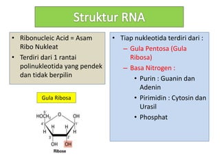 PPT RNA ( ALIFA & SAKIRO) | PPTX