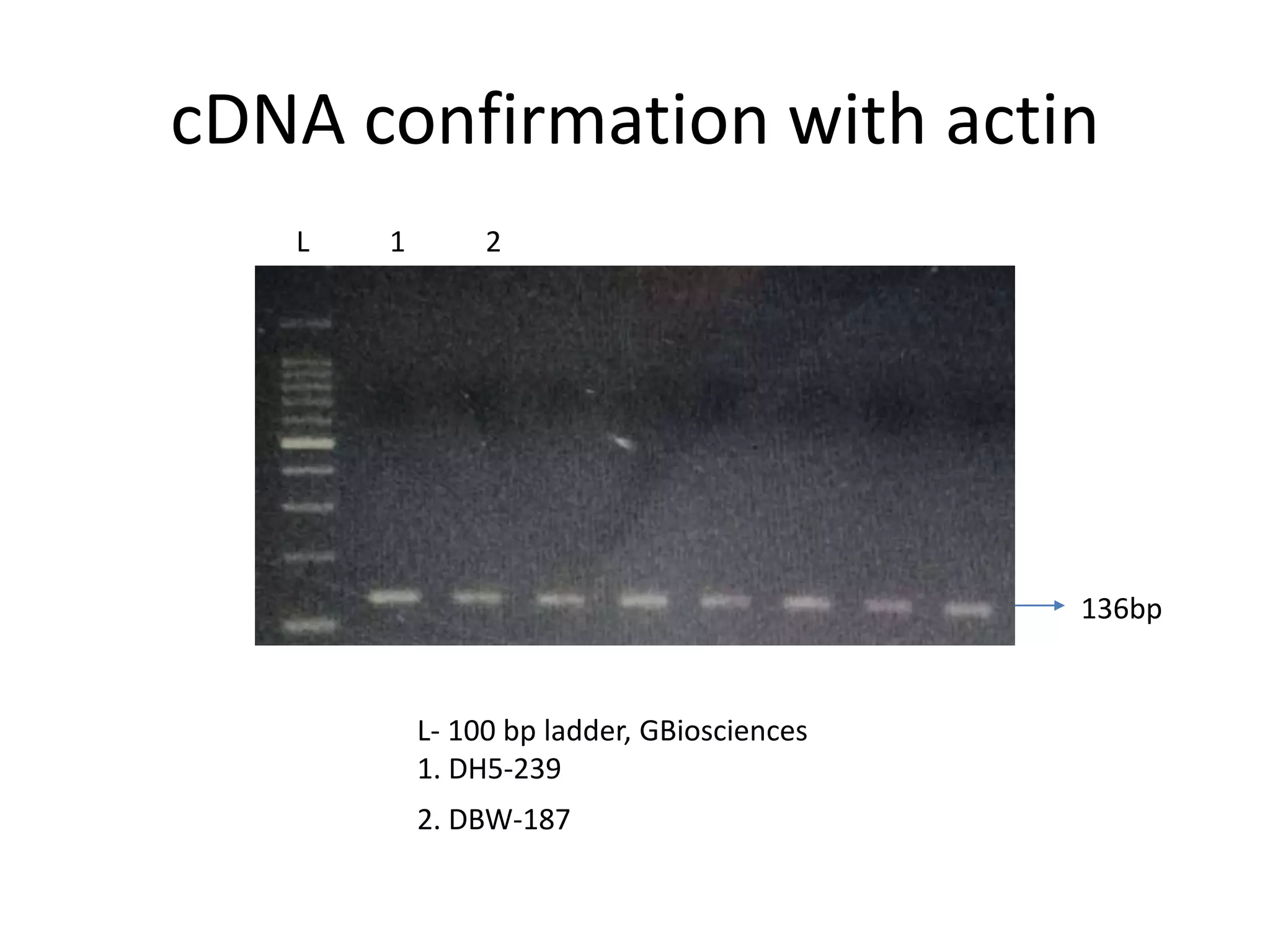 RNA, DNA Isolation and cDNA synthesis.pptx