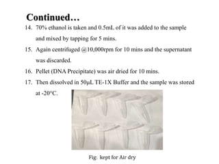 RNA, DNA Isolation and cDNA synthesis.pptx