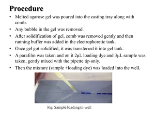 RNA, DNA Isolation and cDNA synthesis.pptx