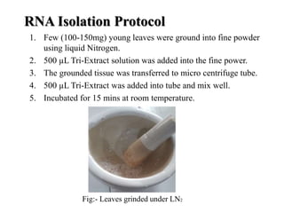 RNA, DNA Isolation and cDNA synthesis.pptx