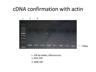 RNA, DNA Isolation and cDNA synthesis.pptx