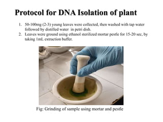 RNA, DNA Isolation and cDNA synthesis.pptx