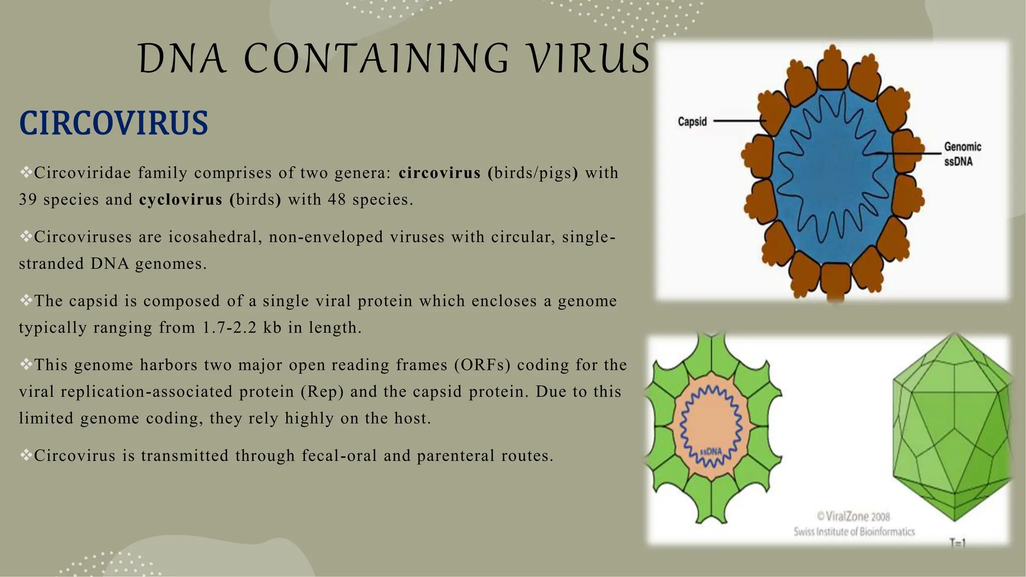 RNA AND DNA VIRUSES morphology,chemical composition | PPTX | Infectious ...