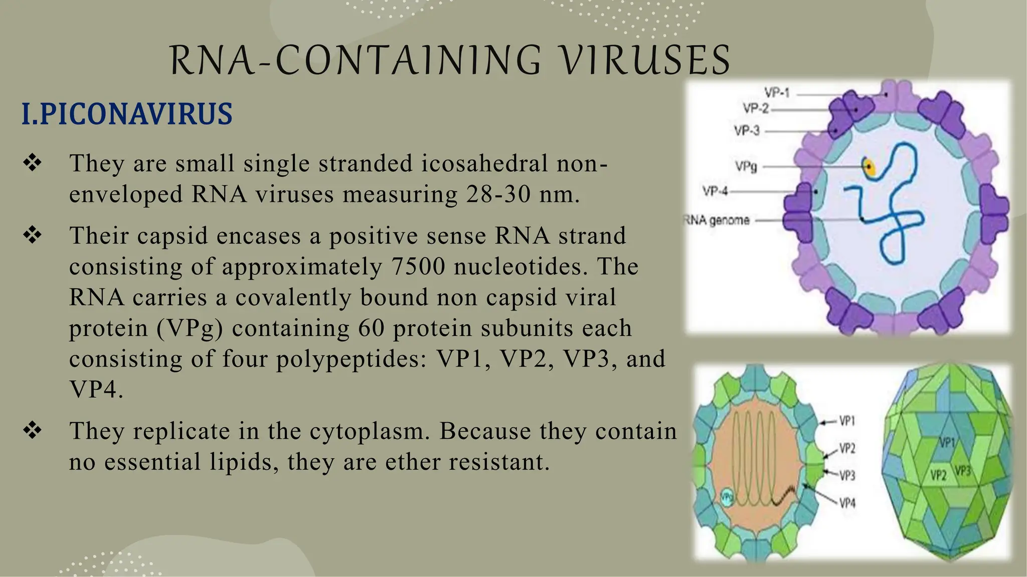 RNA AND DNA VIRUSES morphology,chemical composition | PPTX | Infectious ...