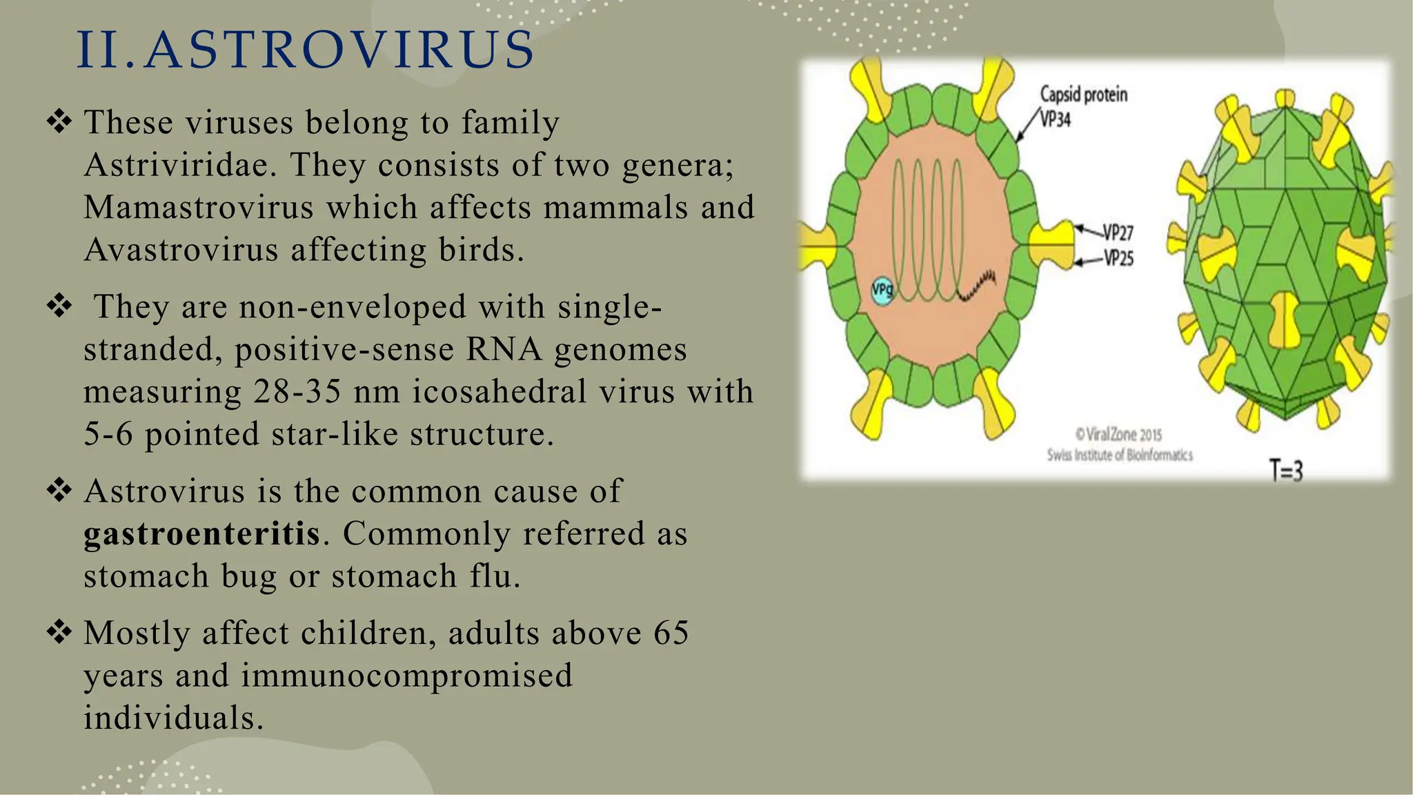 RNA AND DNA VIRUSES morphology,chemical composition | PPTX | Infectious ...