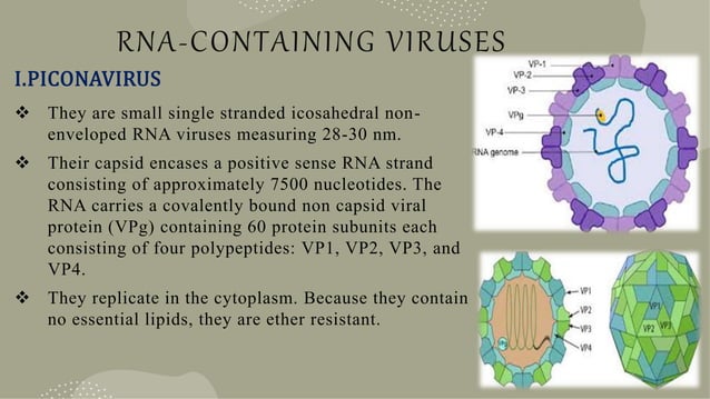 RNA AND DNA VIRUSES morphology,chemical composition | PPTX | Infectious ...