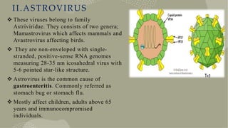 RNA AND DNA VIRUSES morphology,chemical composition | PPTX