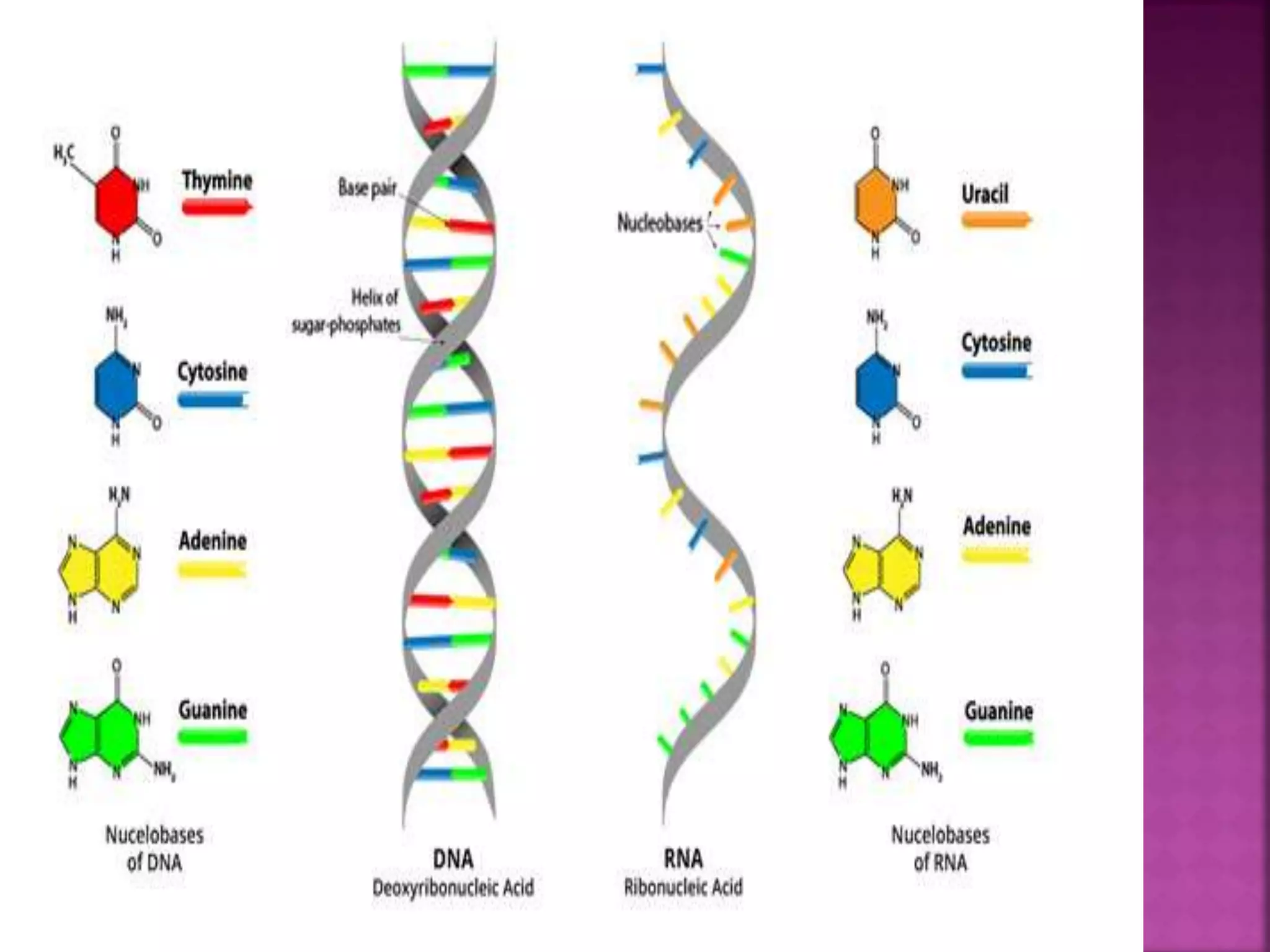 RNA AND ITS TYPES | PPTX