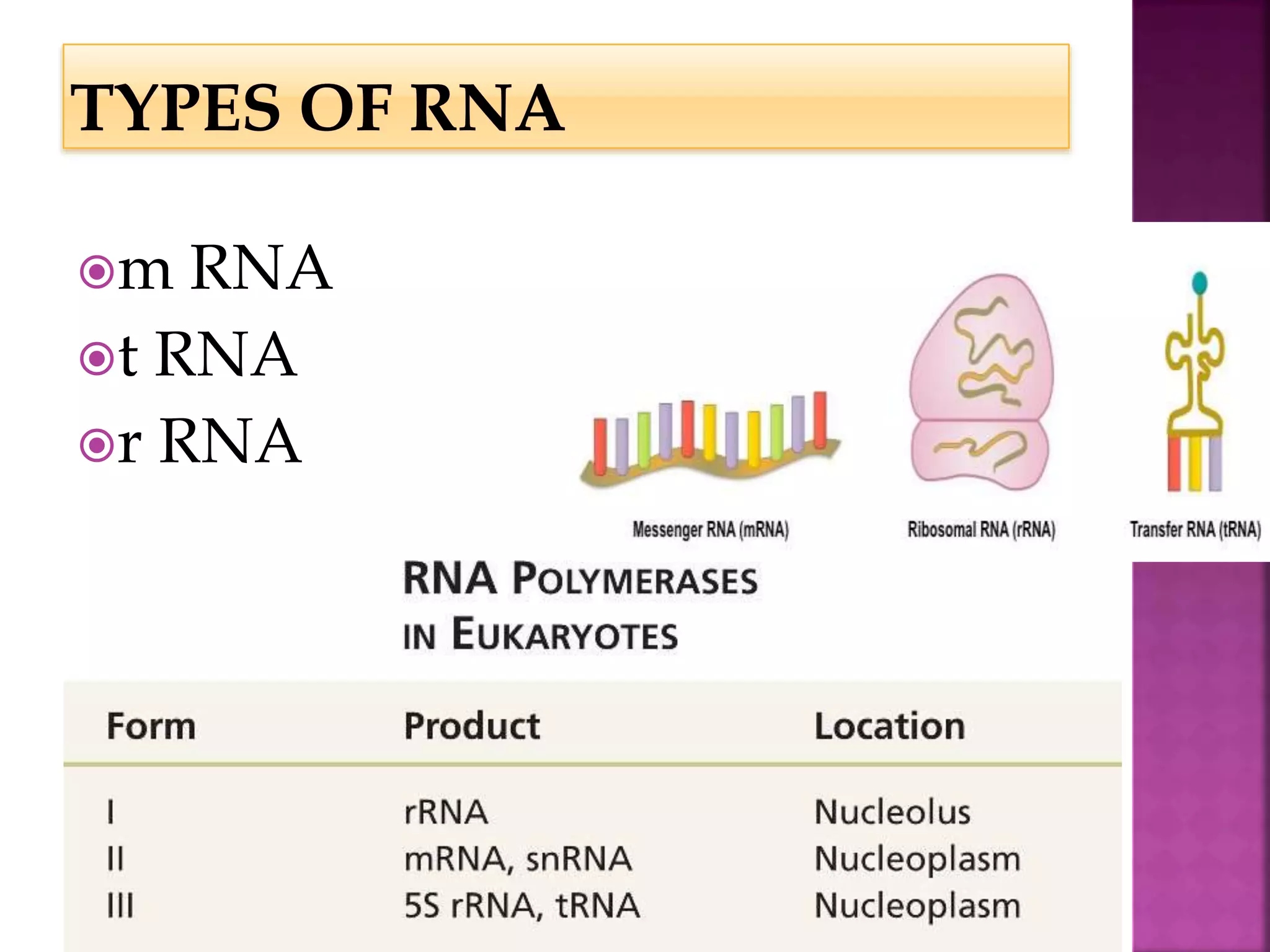 RNA AND ITS TYPES | PPTX