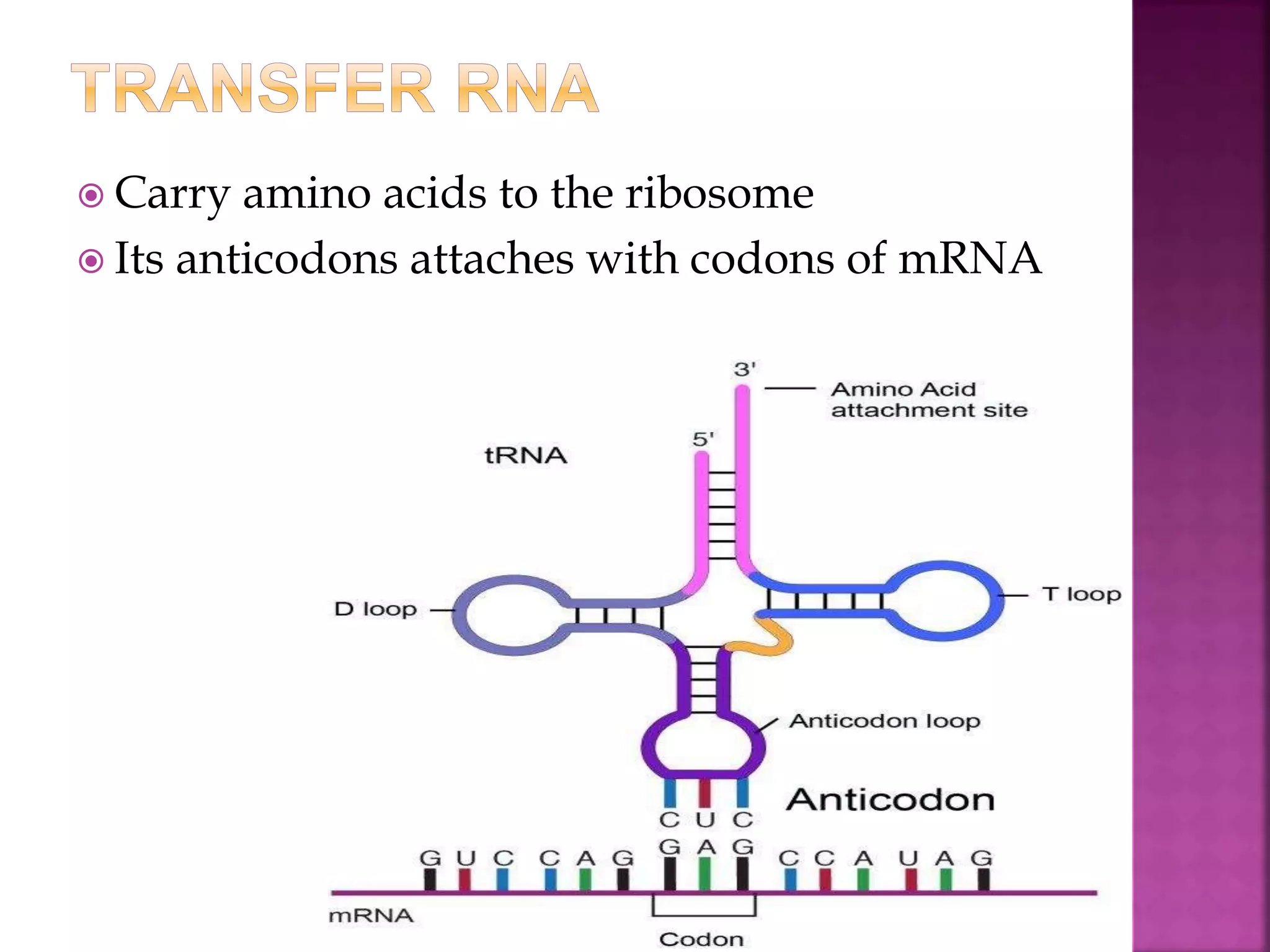 RNA AND ITS TYPES | PPTX