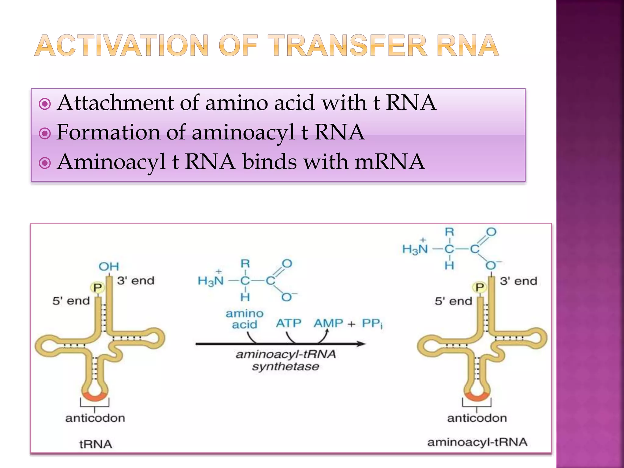 RNA AND ITS TYPES | PPTX