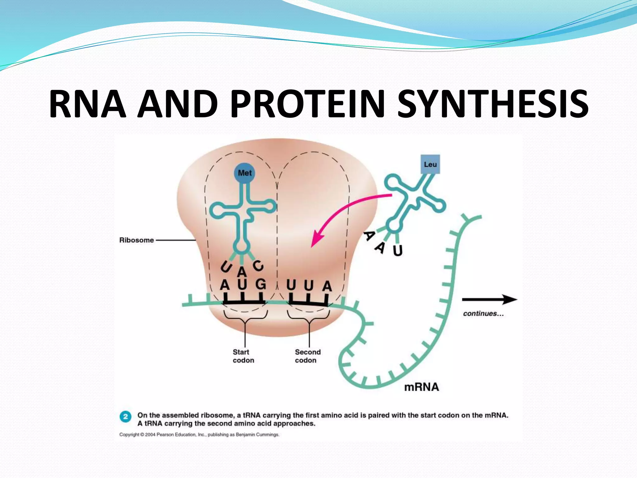 RNA AND PROTEIN SYNTHESIS.pptx