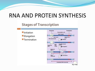 RNA AND PROTEIN SYNTHESIS.pptx