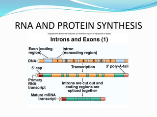 RNA AND PROTEIN SYNTHESIS.pptx