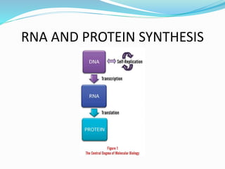 RNA AND PROTEIN SYNTHESIS.pptx