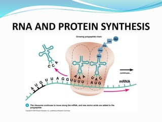 RNA AND PROTEIN SYNTHESIS.pptx