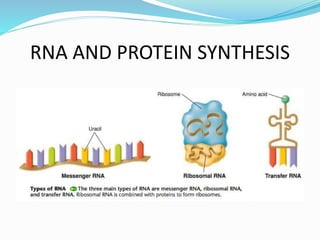 RNA AND PROTEIN SYNTHESIS.pptx